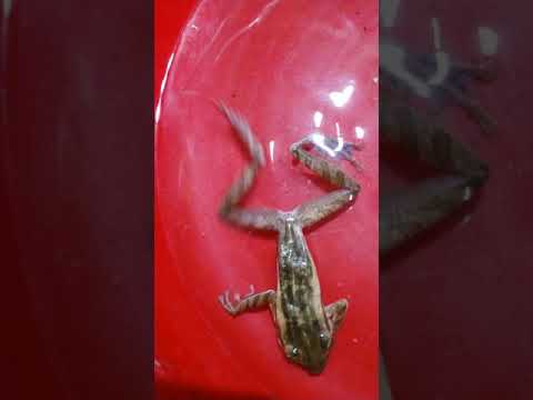 Palakang Saging.. - YouTube