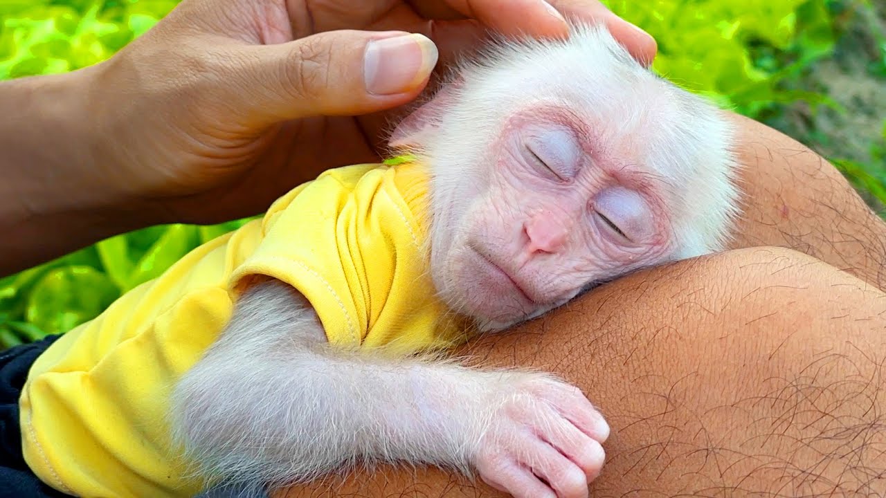 Baby monkey Lily sleeping so cute - YouTube
