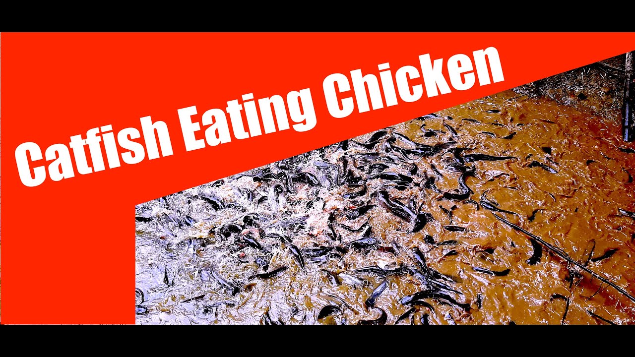 Catfish Eating Chicken | Big Catfish - YouTube