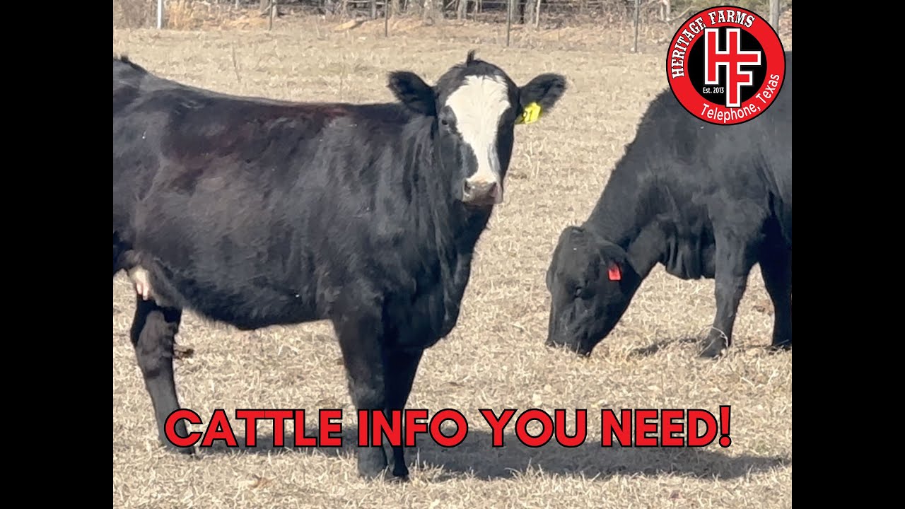 Cattle Management with Cattlemax Software and some old school twist ...