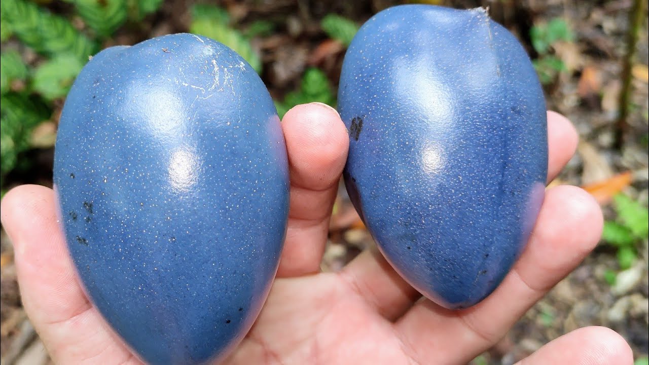 Cassowary Plum (Cerbera floribunda) - do not eat the tasty poisonous ...