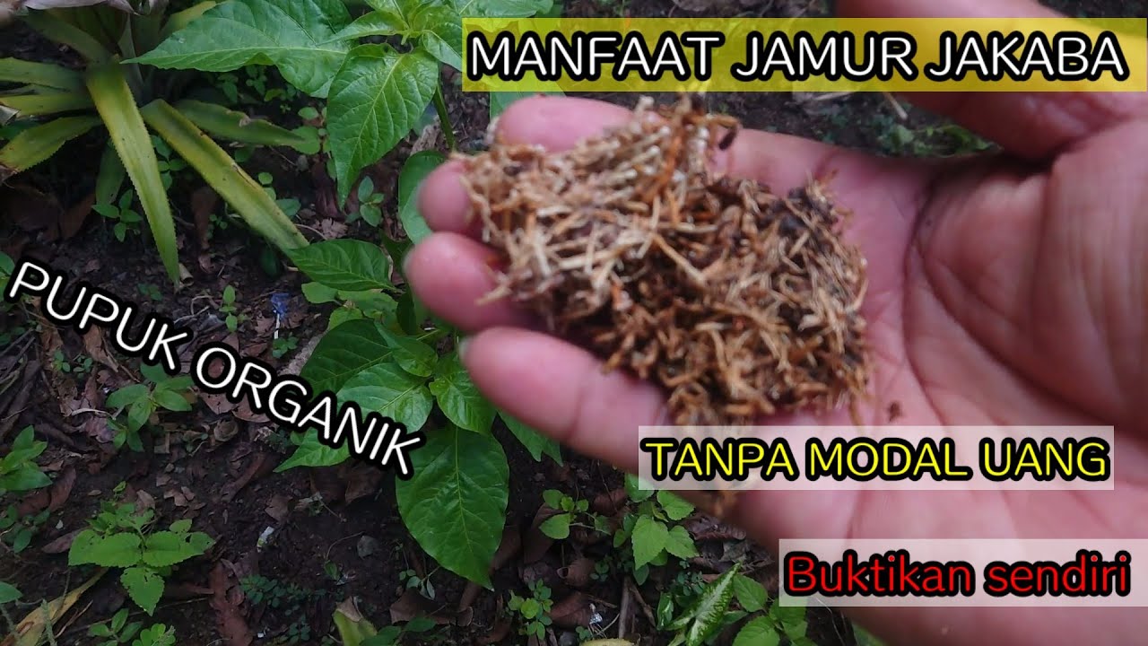 Manfaat jamur jakaba untuk Tanaman - YouTube