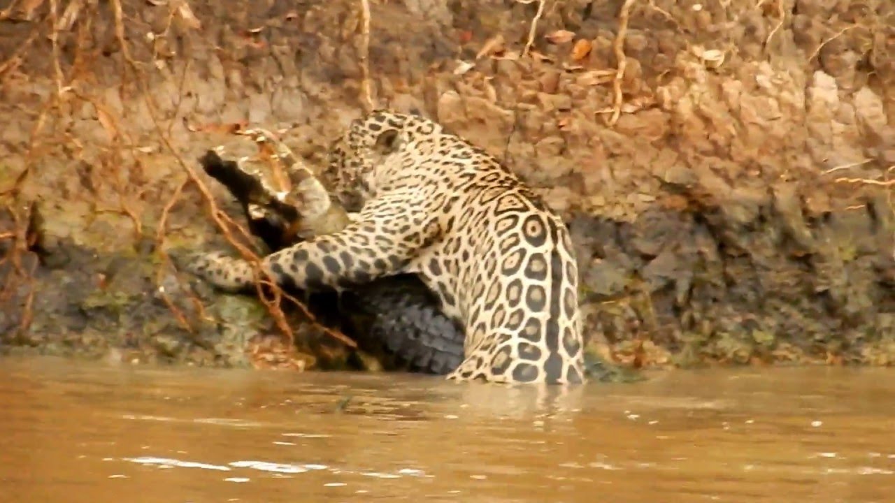 Onça Pintada x Jacaré do Pantanal - YouTube