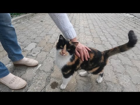 Cute calico cat keeps approaching my camera and purring loudly - YouTube