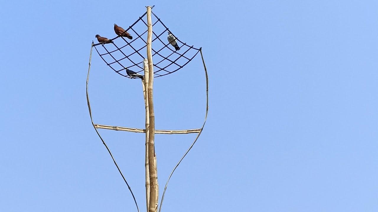 FLYING PEGION #pegion #pegionlovers - YouTube