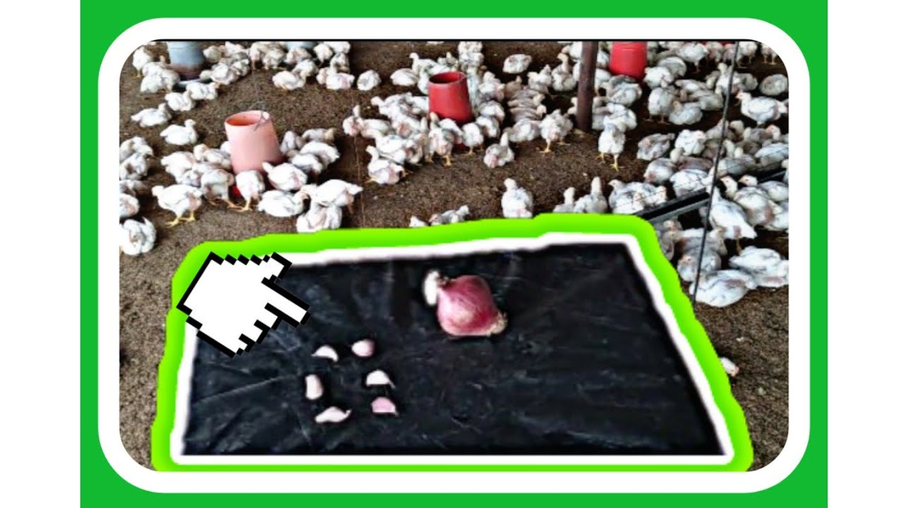 COMO PREVENIR Y CURAR EL MOQUILLO EN POLLOS BROILER COBB 500 - YouTube