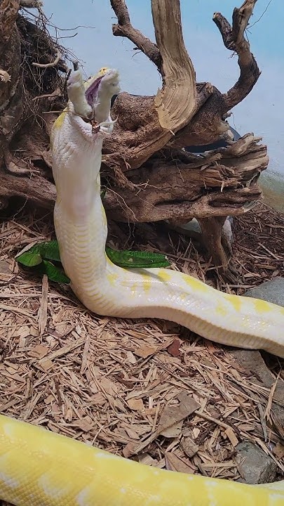 HD python eating a rabbit - YouTube