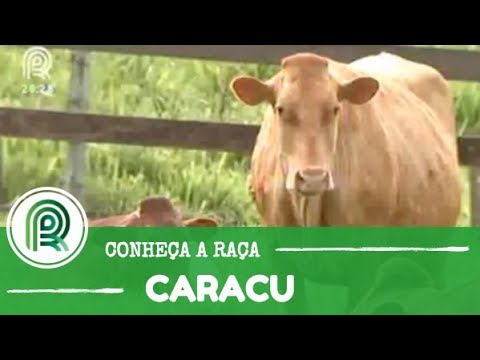 Conheça a história da raça caracu - YouTube