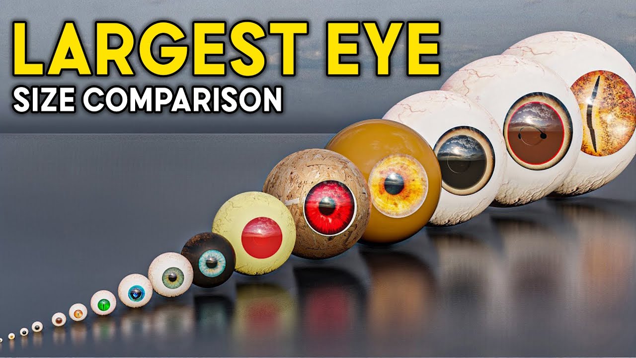 Eye Size Comparison: Animal vision and Eye size - YouTube