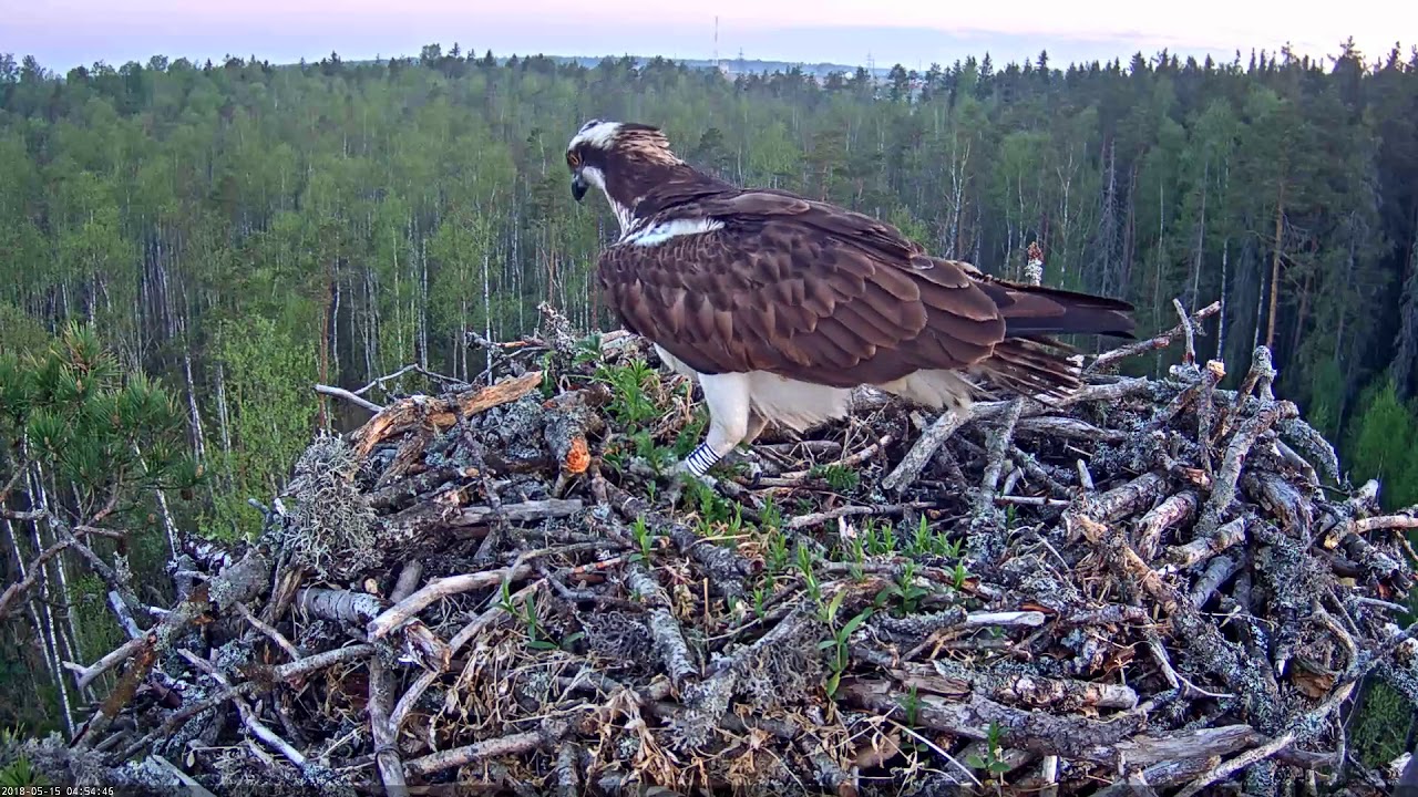 15/05/2018 04:54 Osprey MM on the nest (Estonia, kalakotkas) - YouTube