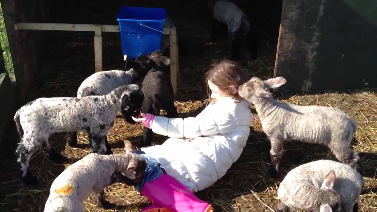 Attack of the Lambs - YouTube