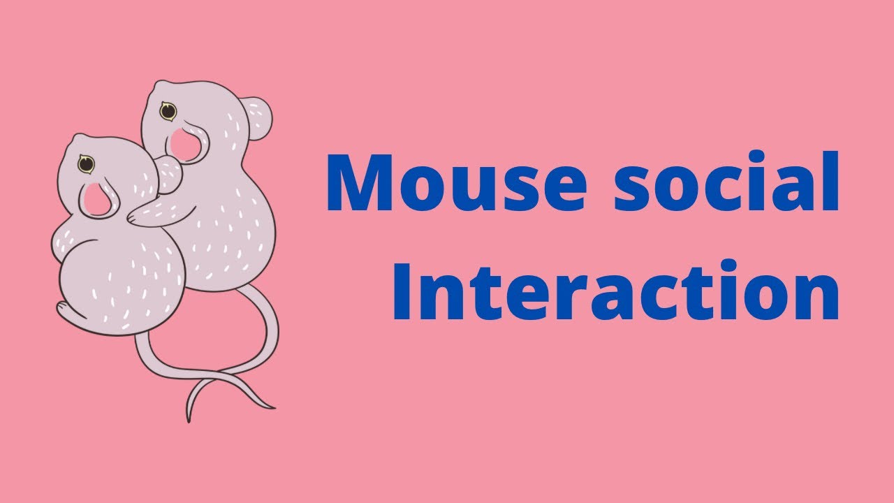 Social interaction - YouTube