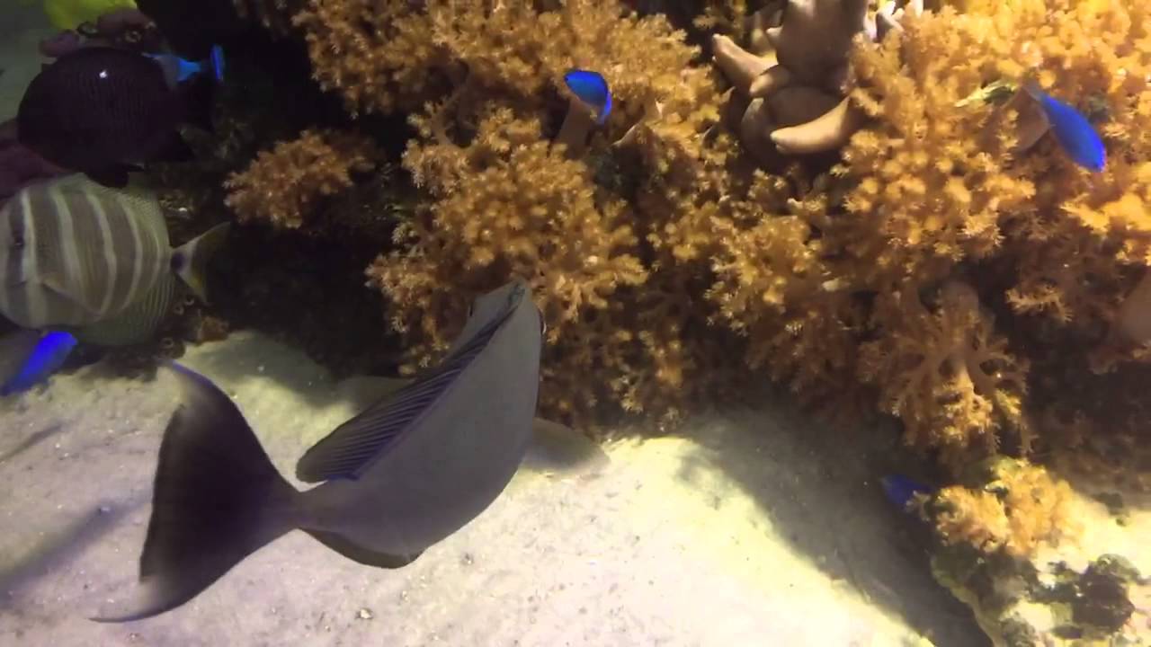 Ryan is Looking at The Fish - YouTube