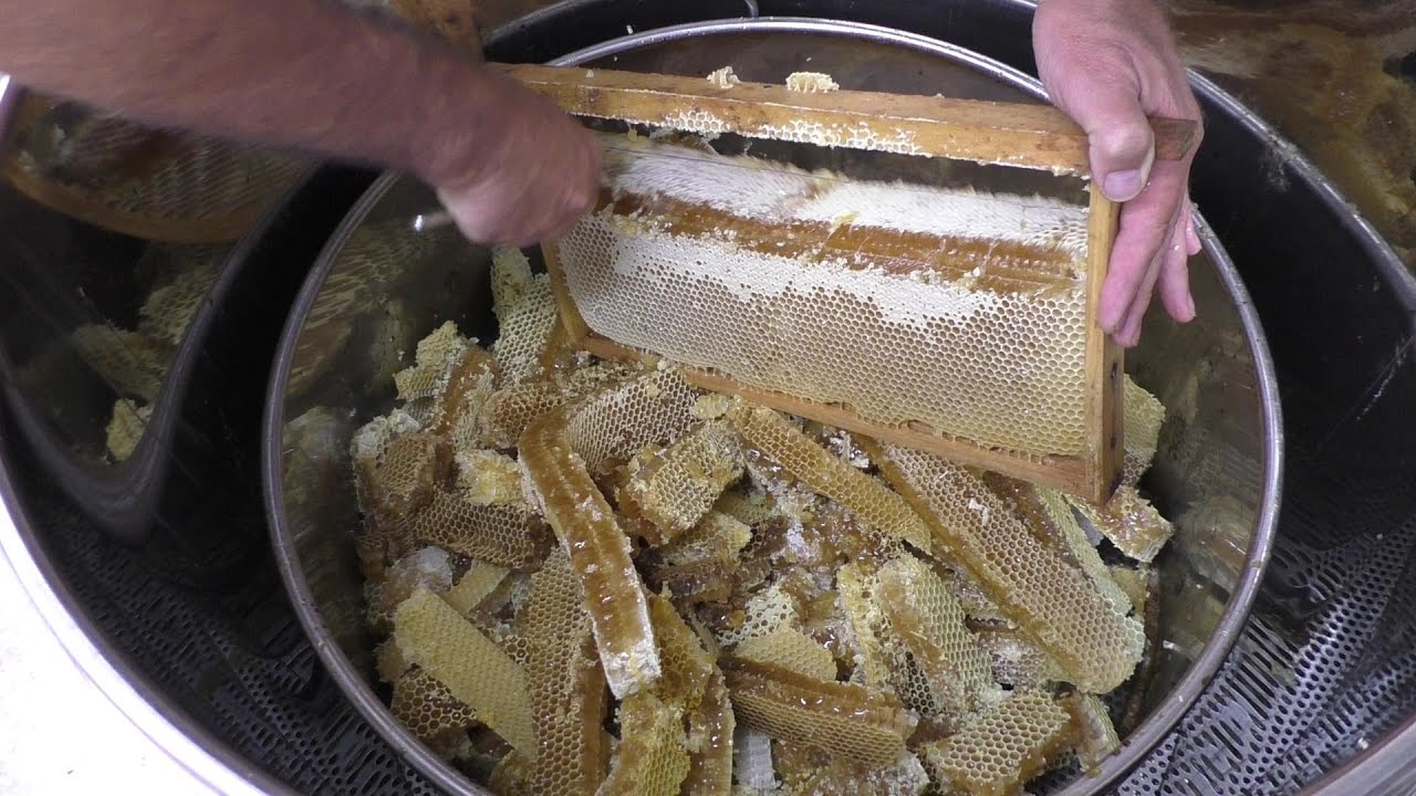 Melezitosehonig mit dem Deckelwachsschmelzer ernten - YouTube