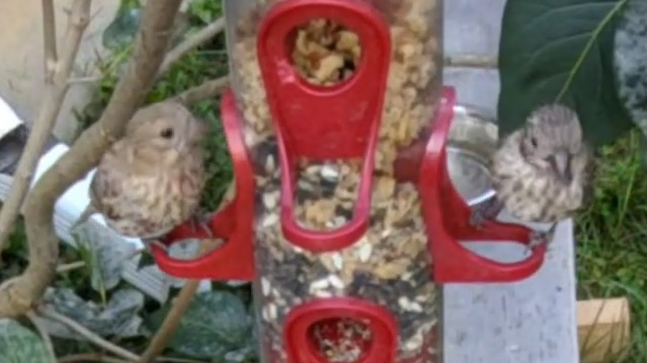 Welcome back my backyard friends - YouTube