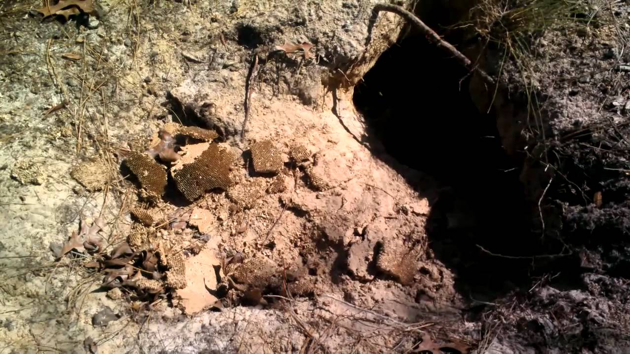 Gopher Hole Bees Nest - YouTube