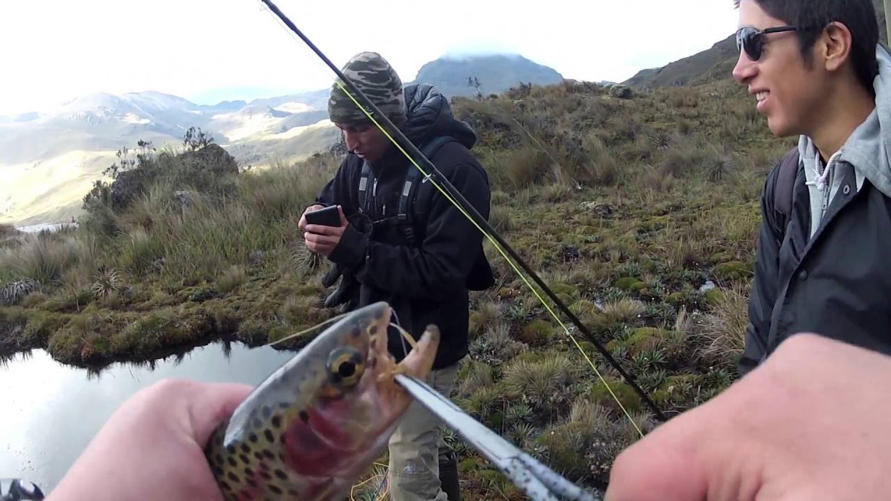 Ecuador Fly Fishing Cuenca - Cajas National Park (Charcolocro) - YouTube