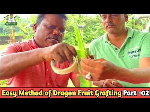 How to do the Grafting on Dragon Fruit Plants||PART 2 #dragonfruitplant ...