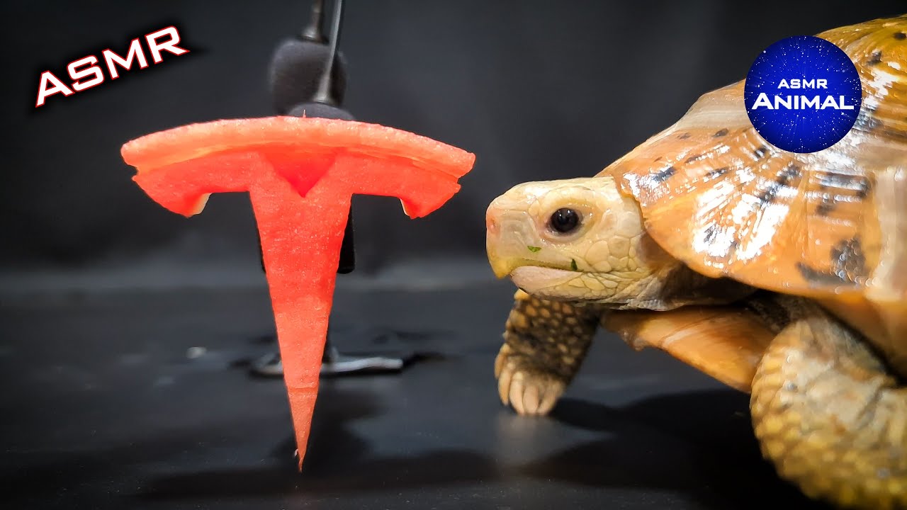 ASMR Mukbang Eating Tesla 🚗 Turtle Tortoise 105 - YouTube