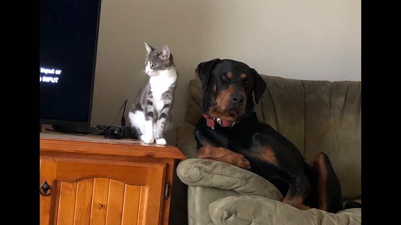 Sniper the Doberman X meets Gracie the kitten - YouTube