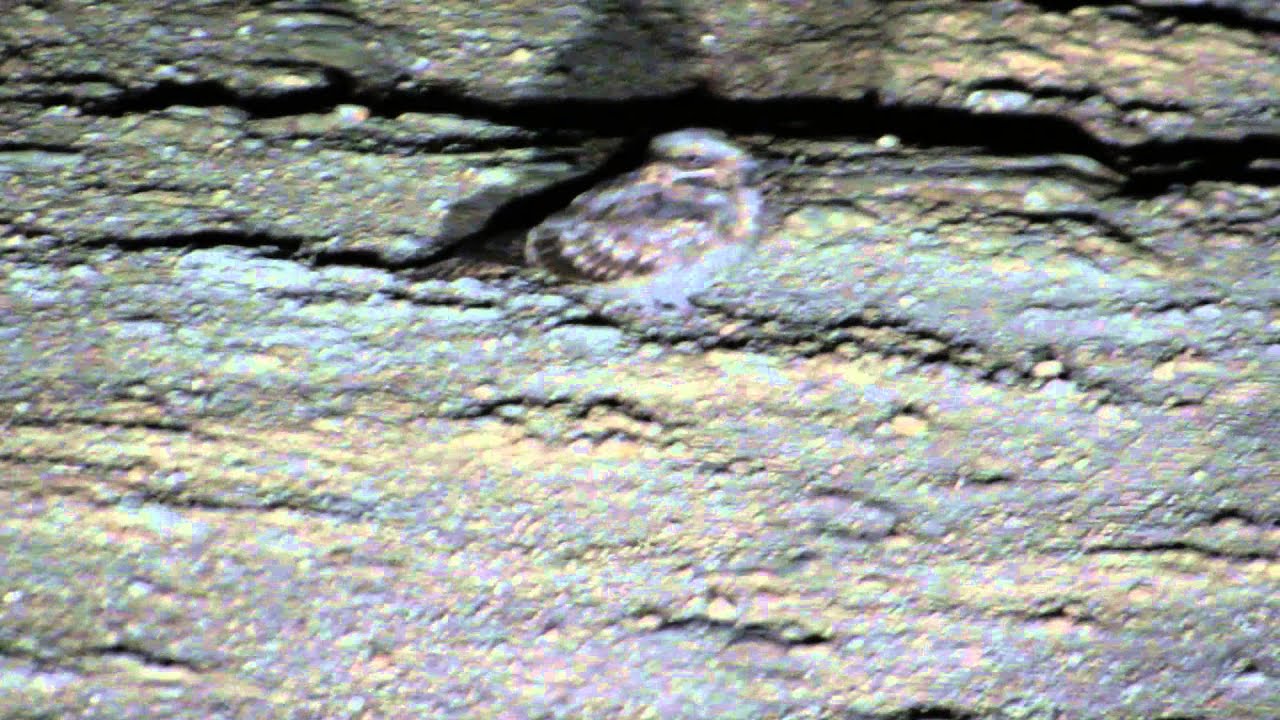 Chotacabras pardo / Siboc / Caprimulgus ruficollis - YouTube