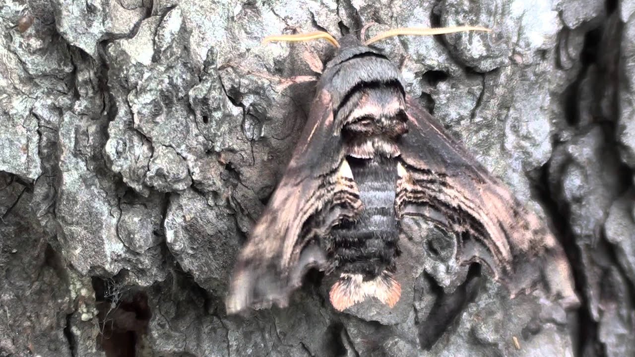 Abbott's Sphinx (Sphecodina abbottii) - YouTube