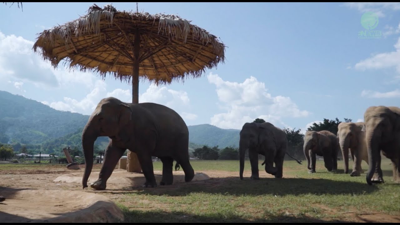 Tree Pruning A Nutritious Snack For Elephants - ElephantNews - YouTube