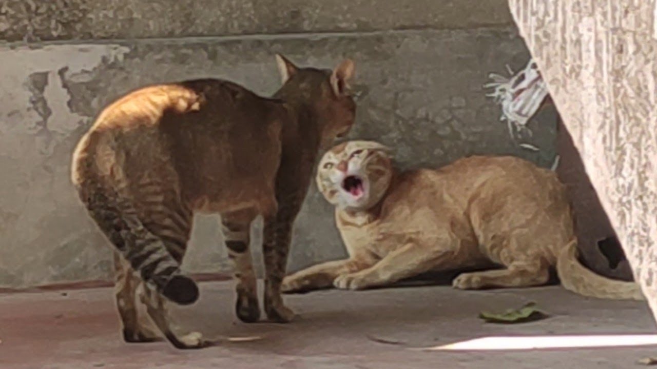 Cat Fight Sound Effect || Angry Male Cats Fighting - YouTube