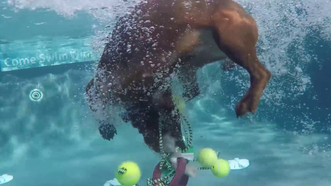 Chocolate Labrador Retrievers Callie & Tazi diving underwater, jumping ...