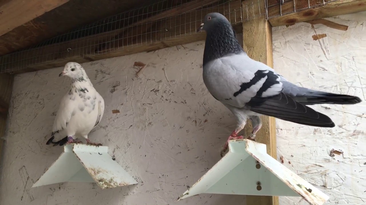 J. Boden and Eddie Plester English tipplers - YouTube