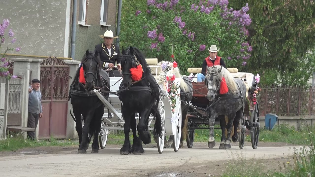 Trasuri pregatite de nunta | Cai negri, cai suri | Merita vazut ...