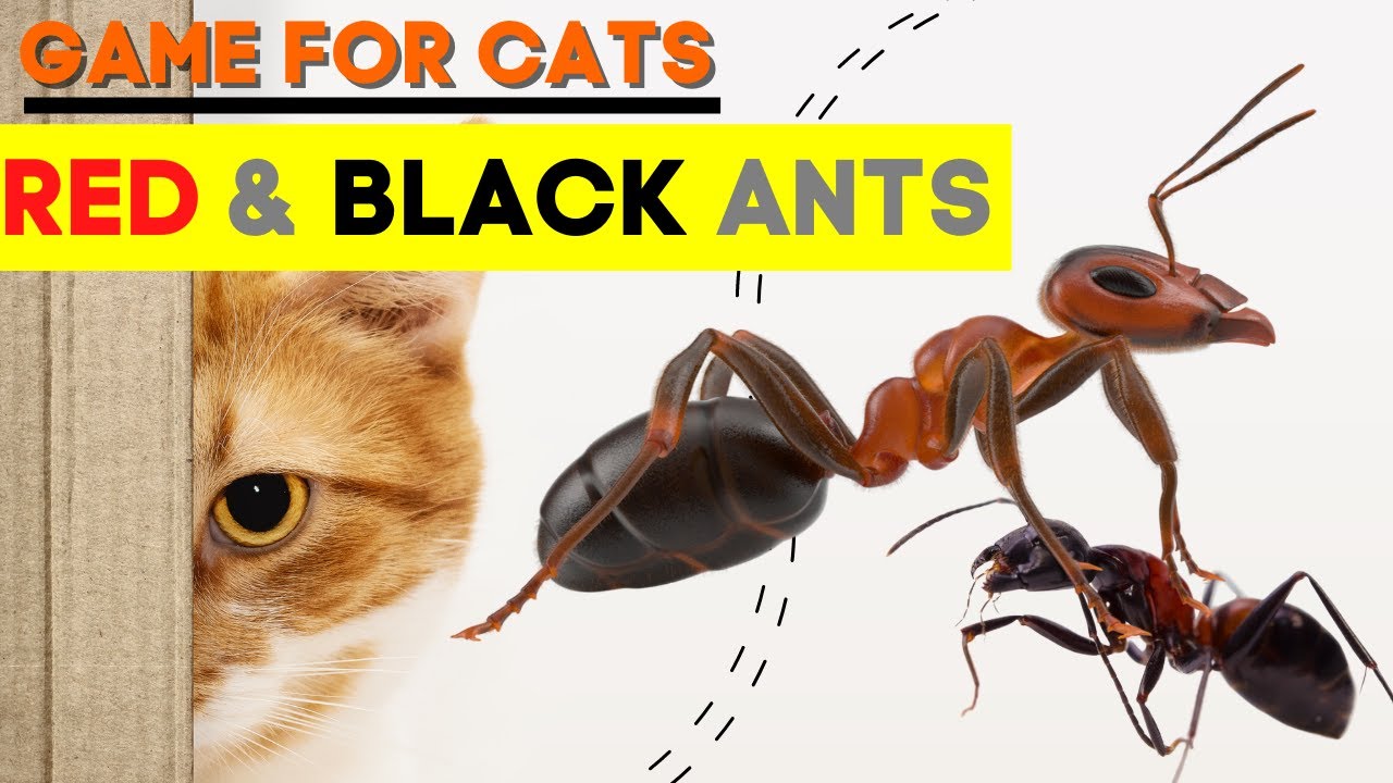 CAT GAMES with RED Ants. Insect Video for Cats to watch Red and Black ...