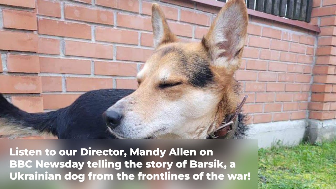 Mandy Allen on BBC Newsday telling the story of Barsik - YouTube