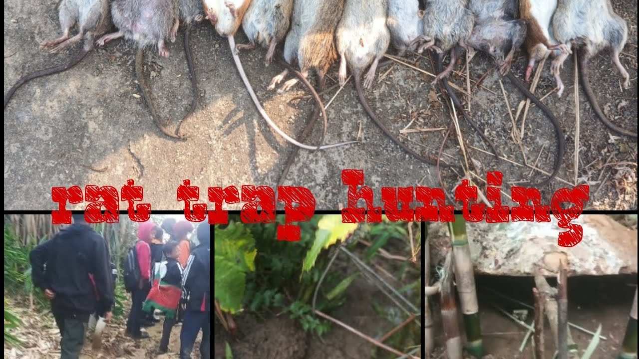 Rat trap season hunting in Nagaland village life #Nagaland#hunting# ...