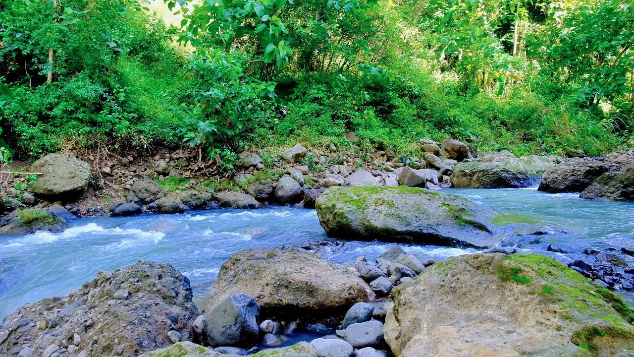 Relaxing Creek Sounds in a Hidden Green Forest - Soothing Water for ...