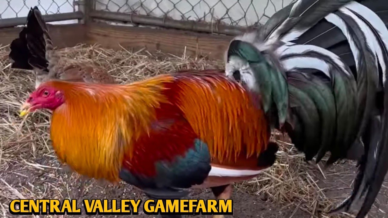 Sweater Hatch Kelso - CENTRAL VALLEY FARM - YouTube