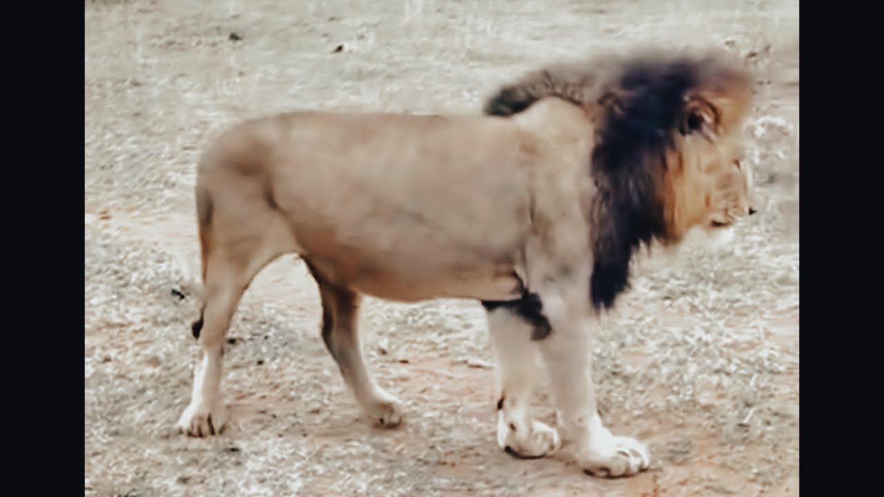 Gijima Male Lion found limping | Sabi Sands | 4 October 2025 - YouTube