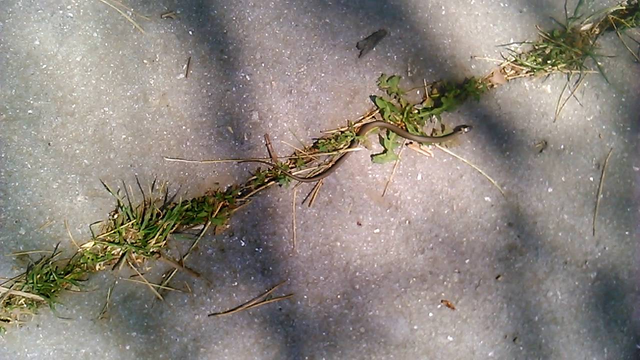 Pui de sarpe în parc - YouTube