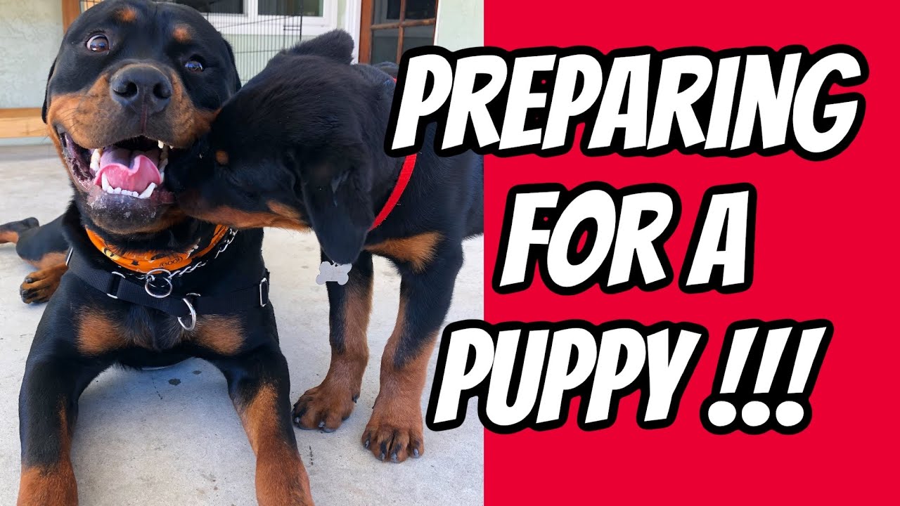 Rottweiler Puppy Tips - YouTube