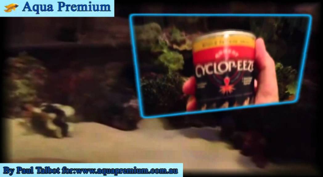 Paul Talbot talking about cyclop eeze for filter feeding - YouTube