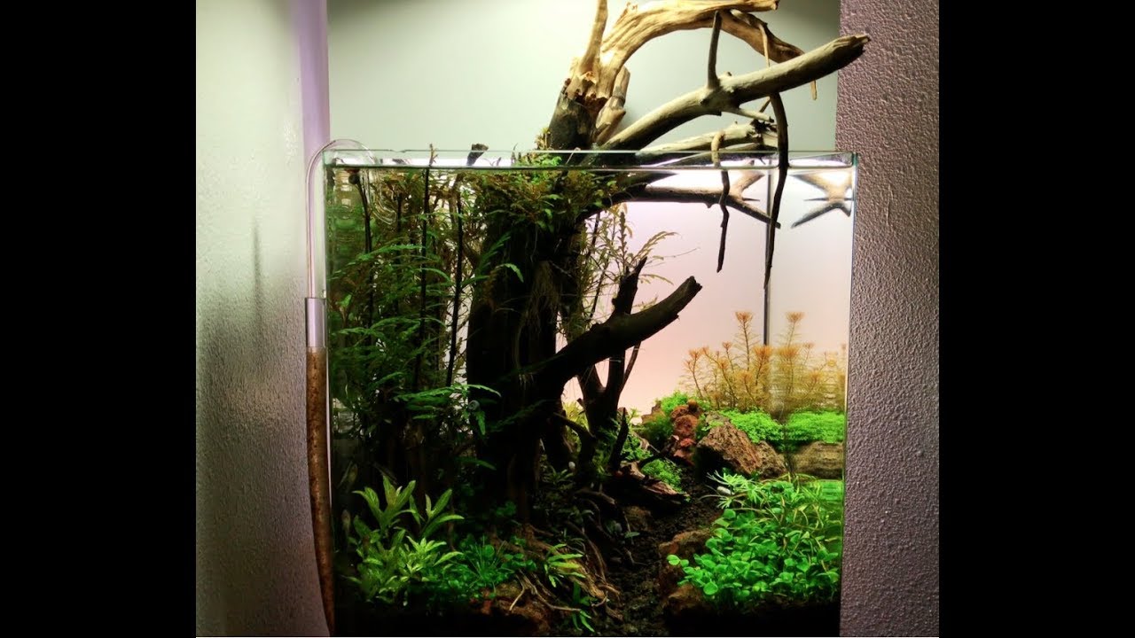ADA Planted Aquarium /Aqua Design Amano - YouTube