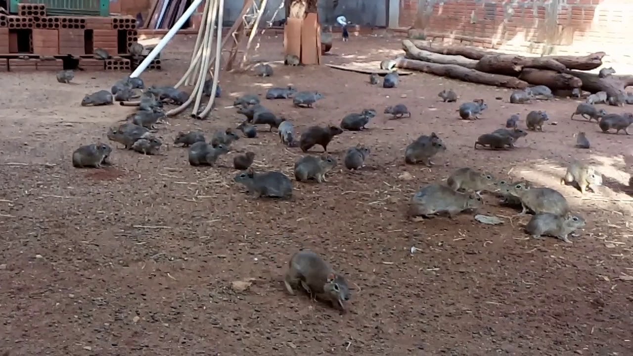 ALIMENTANDO OS PRÉAS DO MATO ( CRIADO EM CATIVEIRO) PARTE 1 - YouTube