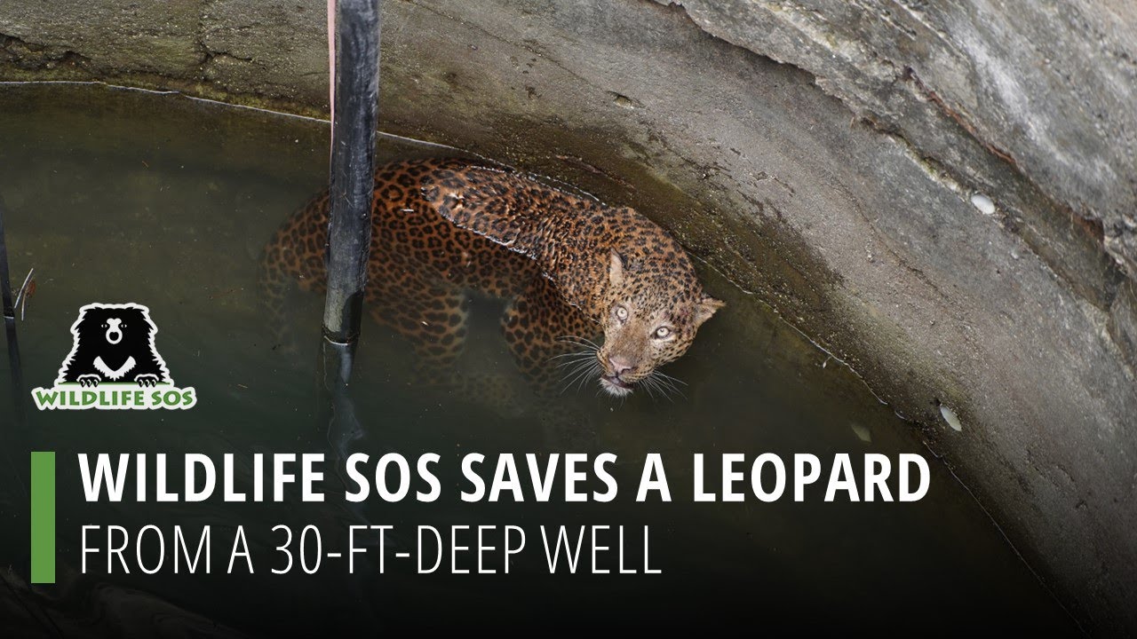 Wildlife SOS Saves A Leopard From A 30-Ft-Deep Well - YouTube