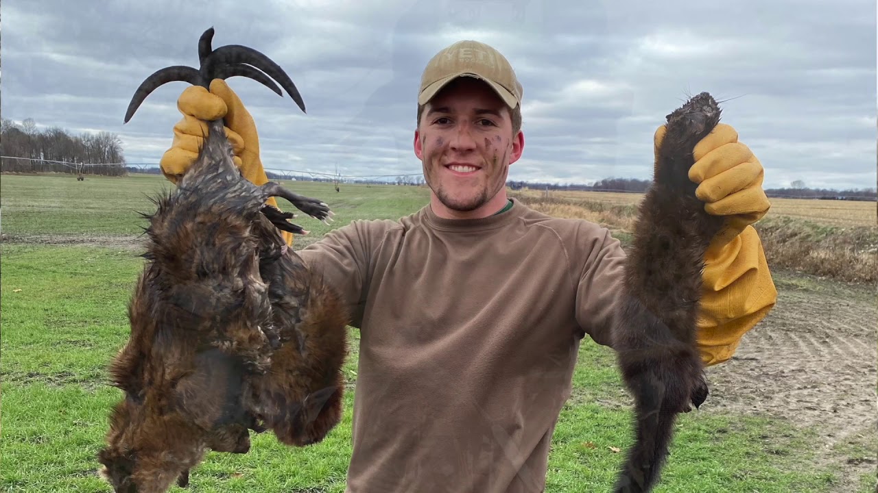 Indiana Fur Trapping - 2020 Season - YouTube