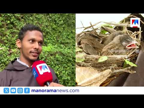 ഉണങ്ങാനിട്ട വസ്ത്രത്തിൽ കൂടുവെച്ച് മൂന്ന് കുഞ്ഞുങ്ങളുമായി കഴിയുന്നത് അഞ്ചംഗ കുടുംബം | Birds