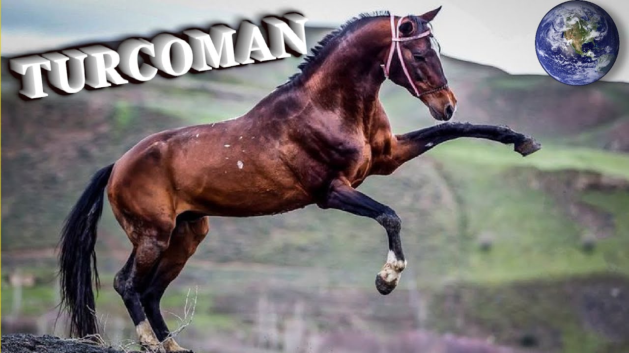 TOP Beautiful Turkoman Horse in the World! - YouTube