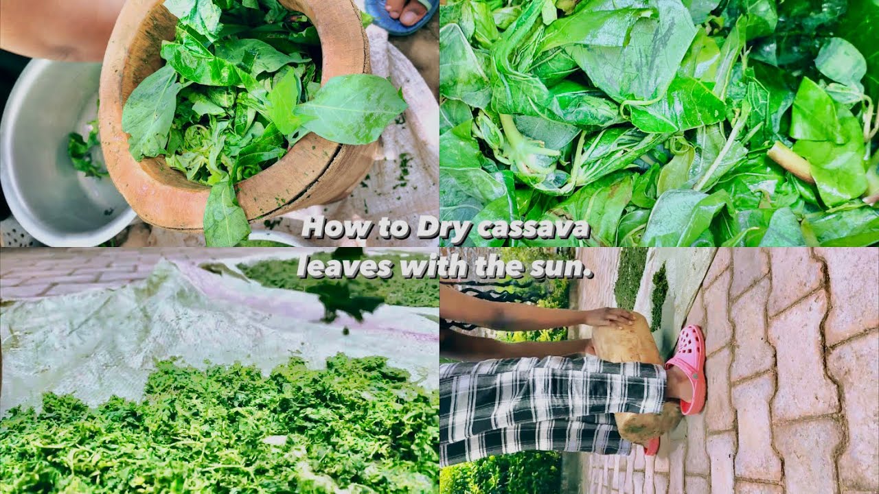 How to make cassava leaves last longer. Drying cassava leaves for store ...