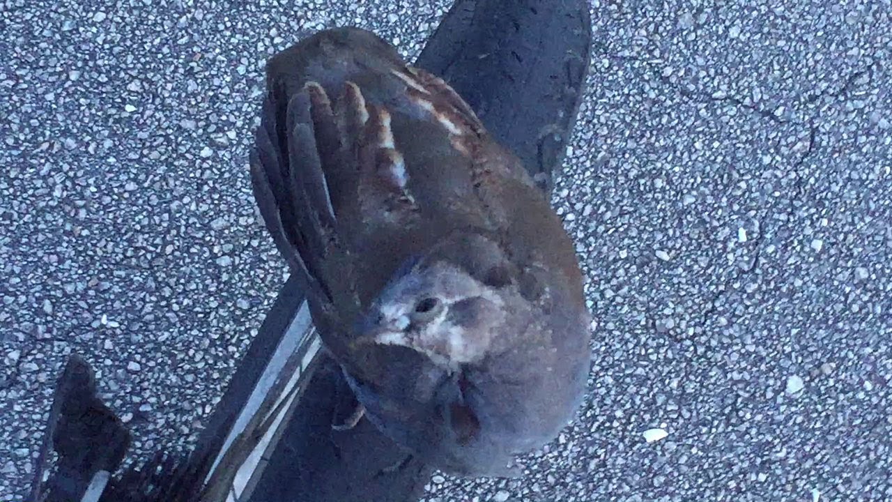 Quail? / Unusual Bird Encounter - El Rio Trail, Boca Raton, FL - YouTube