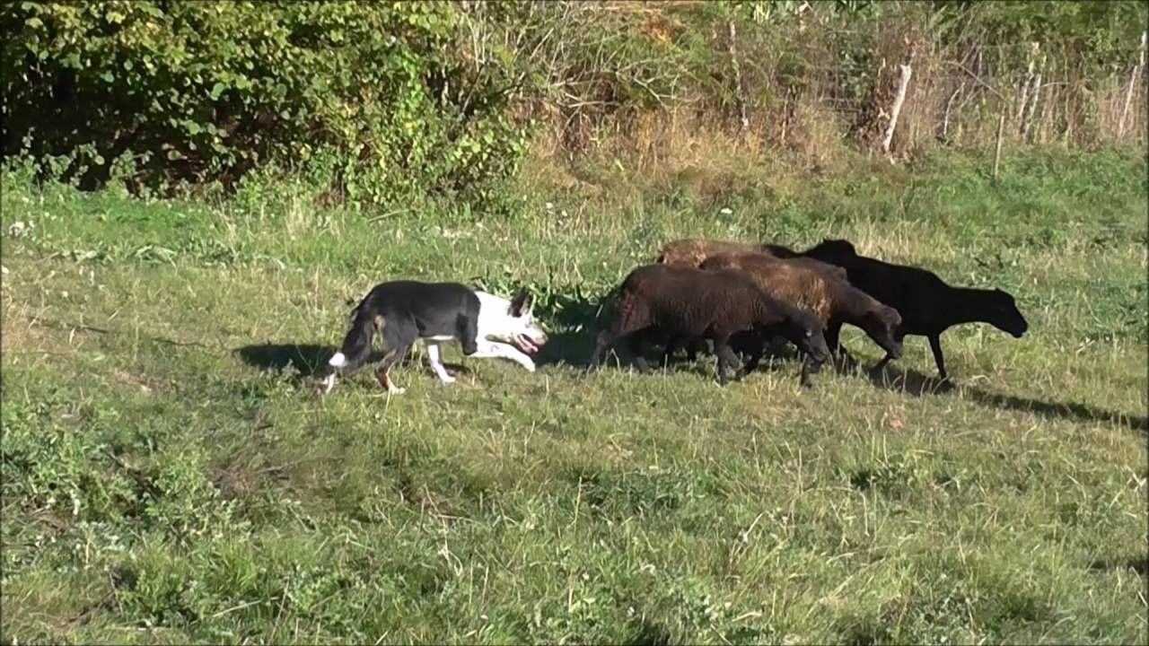 Yeti 6,5m - 1st sheep training - YouTube