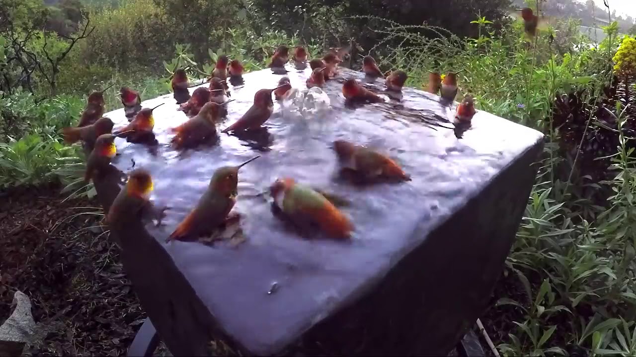 Hummingbird Pool Party Number Five! - YouTube